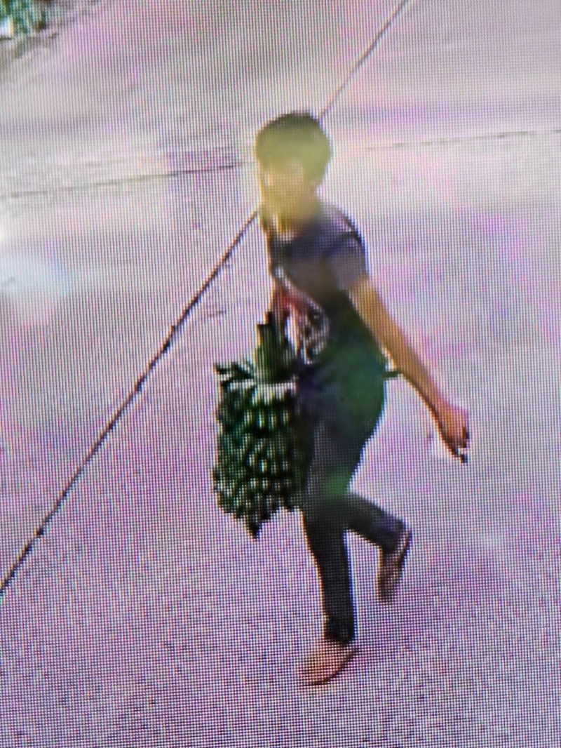 หาดใหญ่ | โจรระบาดหนัก ตระเวนขโมยกล้วยยกเครือของชาวบ้านพบก่อเหตุหลายครั้งไม่เกรงใจเจ้าของสวน ...