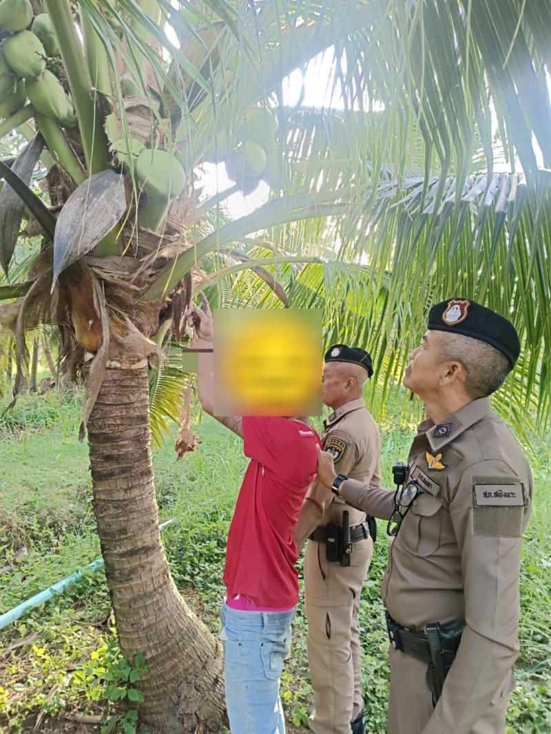 สทิงพระ | มะพร้าวก็ไม่เว้น จับโจรหนุ่มวัย 31 ปี ลักลูกมะพร้าวใส่รถซาเล้ง 58 ลูก มีดพร้า 1 ด้าม ...