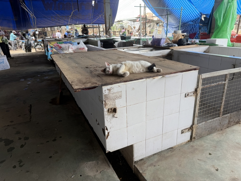 หาดใหญ่ | "เจ๊โม้ย" กลับมาขายหมูวันแรกยันตลาดเงียบ แม้ตนจะโดนน้ำท่วมหนักแต่ก็ยกค่าเช่าแผงให้ผู้ ...