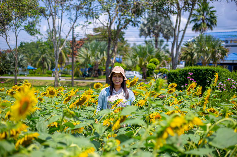ควนลัง | ชวนถ่ายรูป เช็คอิน ทุ่งทานตะวัน ณ สำนักงานชลประทานที่ 16 || Hatyaifocus.com