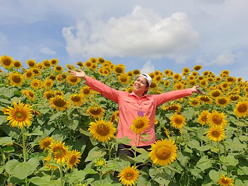สะเดา | ชวนเที่ยวทานตะวันบาน บนลานขยะเก่า สีเหลืองอร่ามงามตา || Hatyaifocus.com
