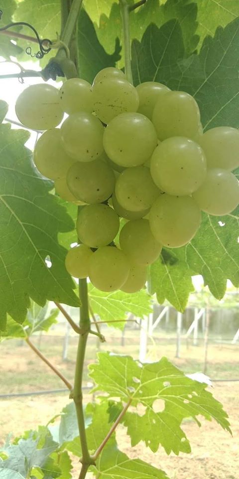 บางกล่ำ | ชวนเที่ยว 'ไร่องุ่น ไพรภูทอง" แวะเซลฟี่กับองุ่นลูกโต เปิดให้เข้าฟรี (วันที่ 20-25 ก.พ. ...